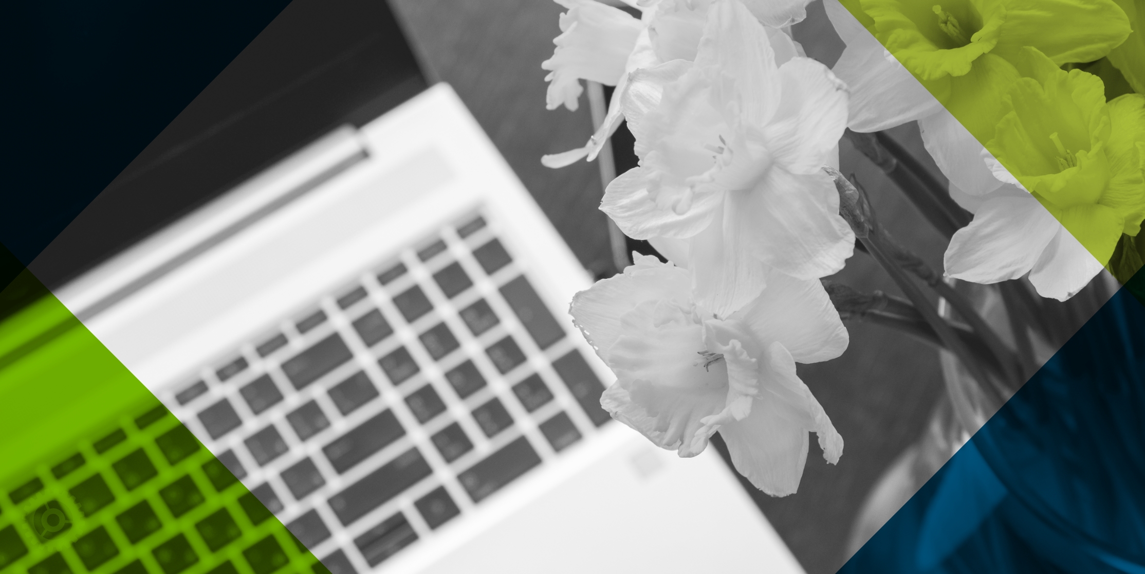Four New Websites Bloom! - Clockwork Design Group, Inc